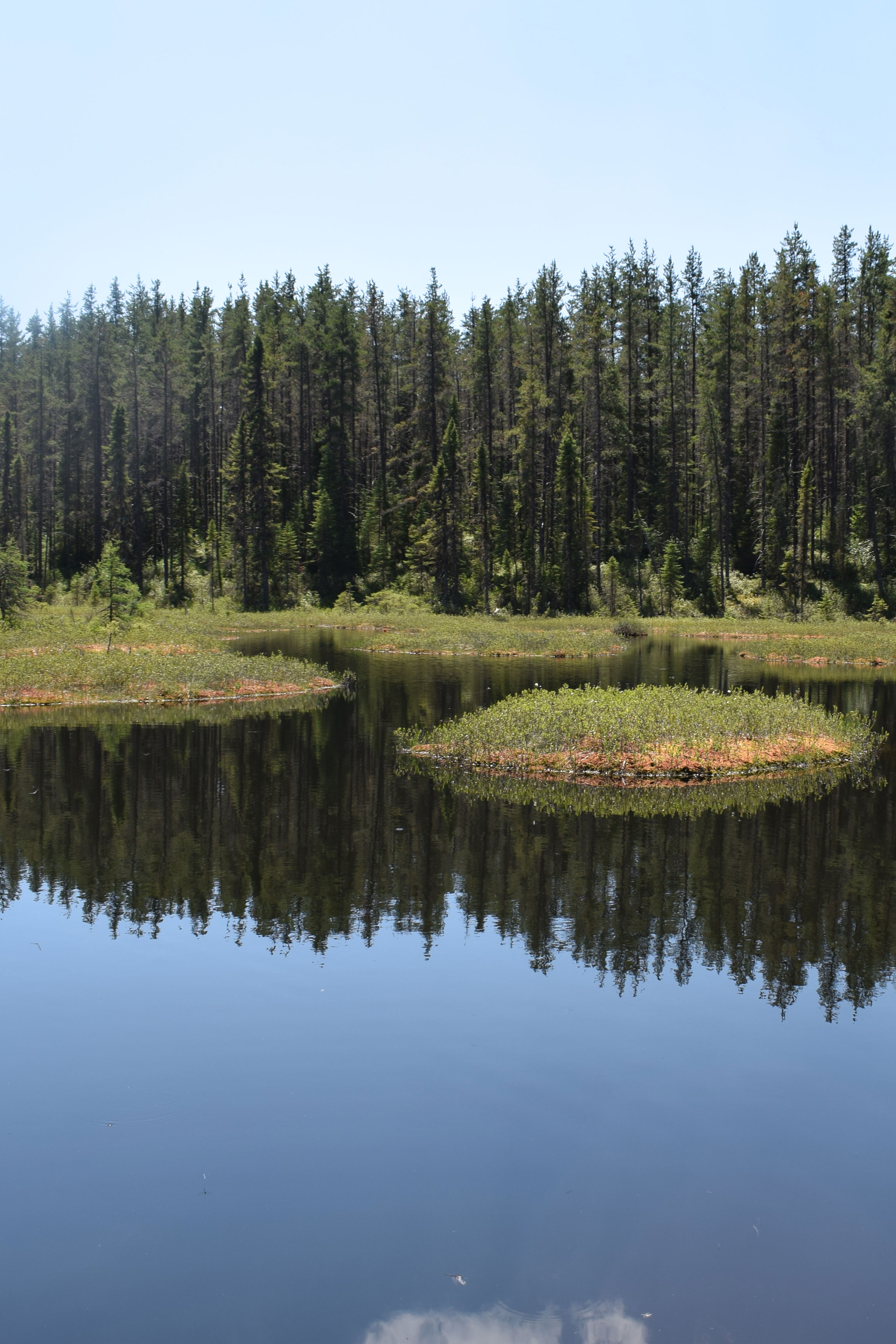 Groupe de recherche en écologie de la MRC Abitibi | UQAT