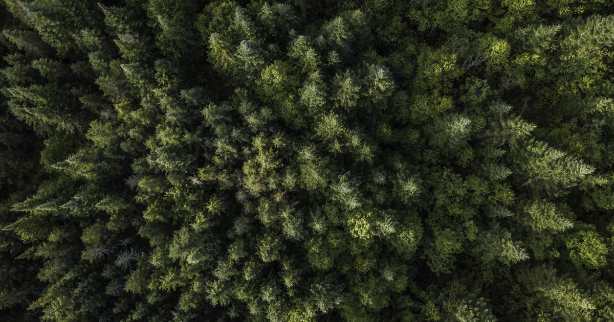 Chaire de recherche UQAT-MRNF sur la gestion du carbone forestier | UQAT